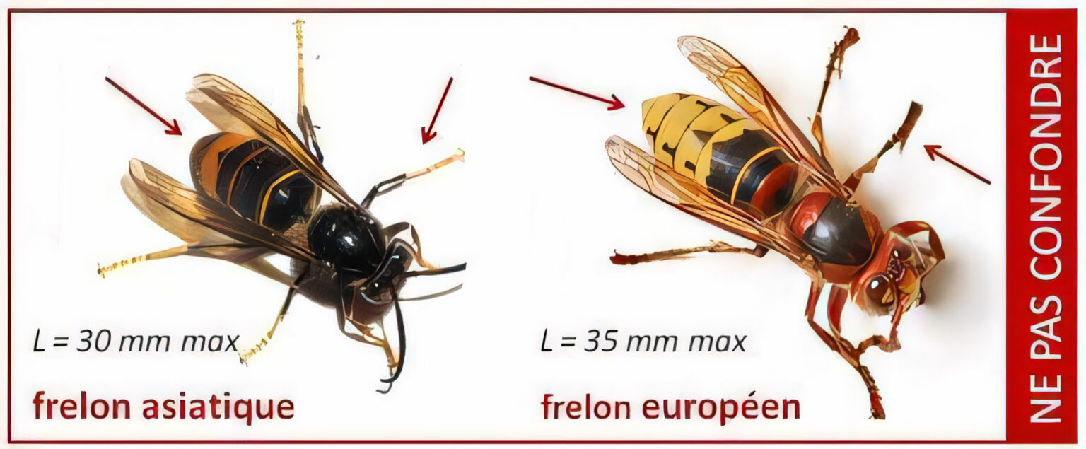 Nids de frelons : Procédure - Commune de Orp-Jauche